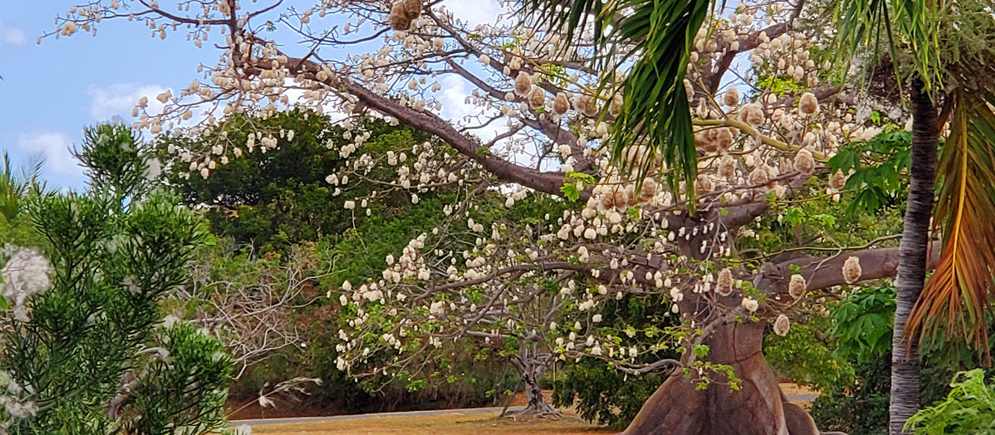 St. Croix Nature Guides | Trees & Fruit | GoToStCroix.com